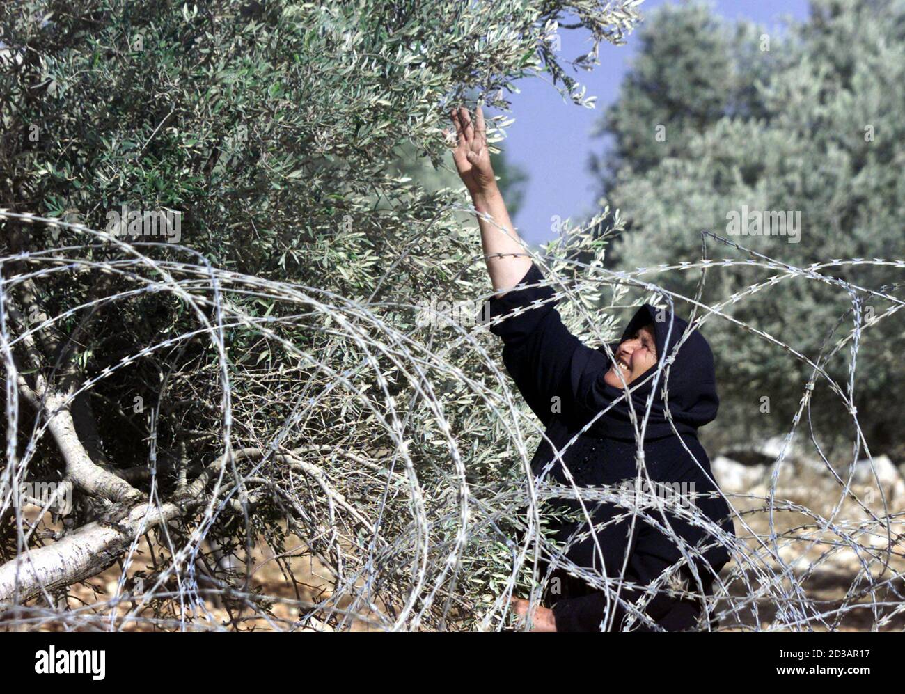 Palestine land of olives hi-res stock photography and images - Alamy