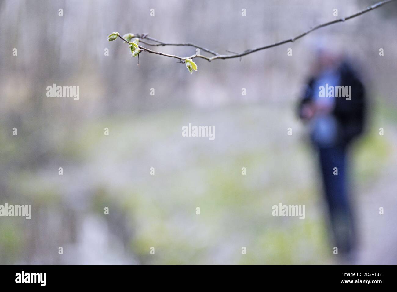 branch with fresh young leaves on background of spring landscape with ...