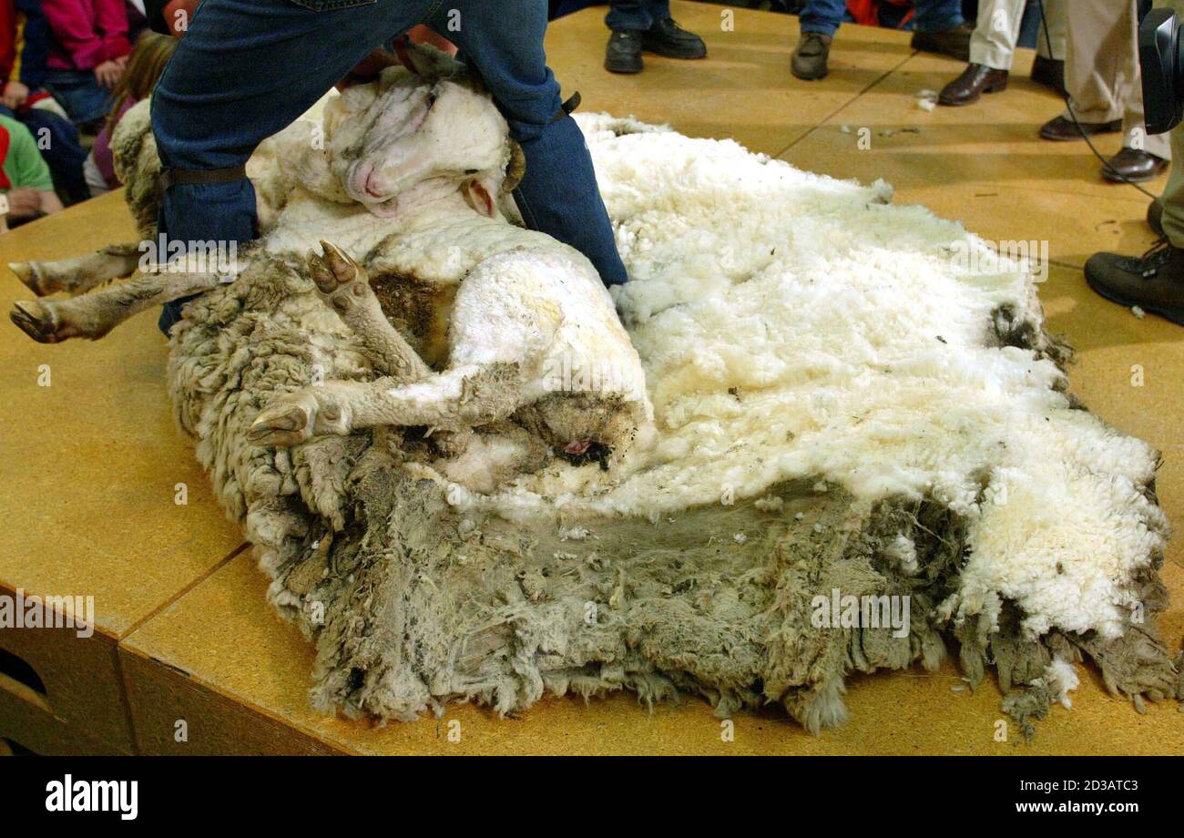 Shrek sheep hi-res stock photography and images - Alamy