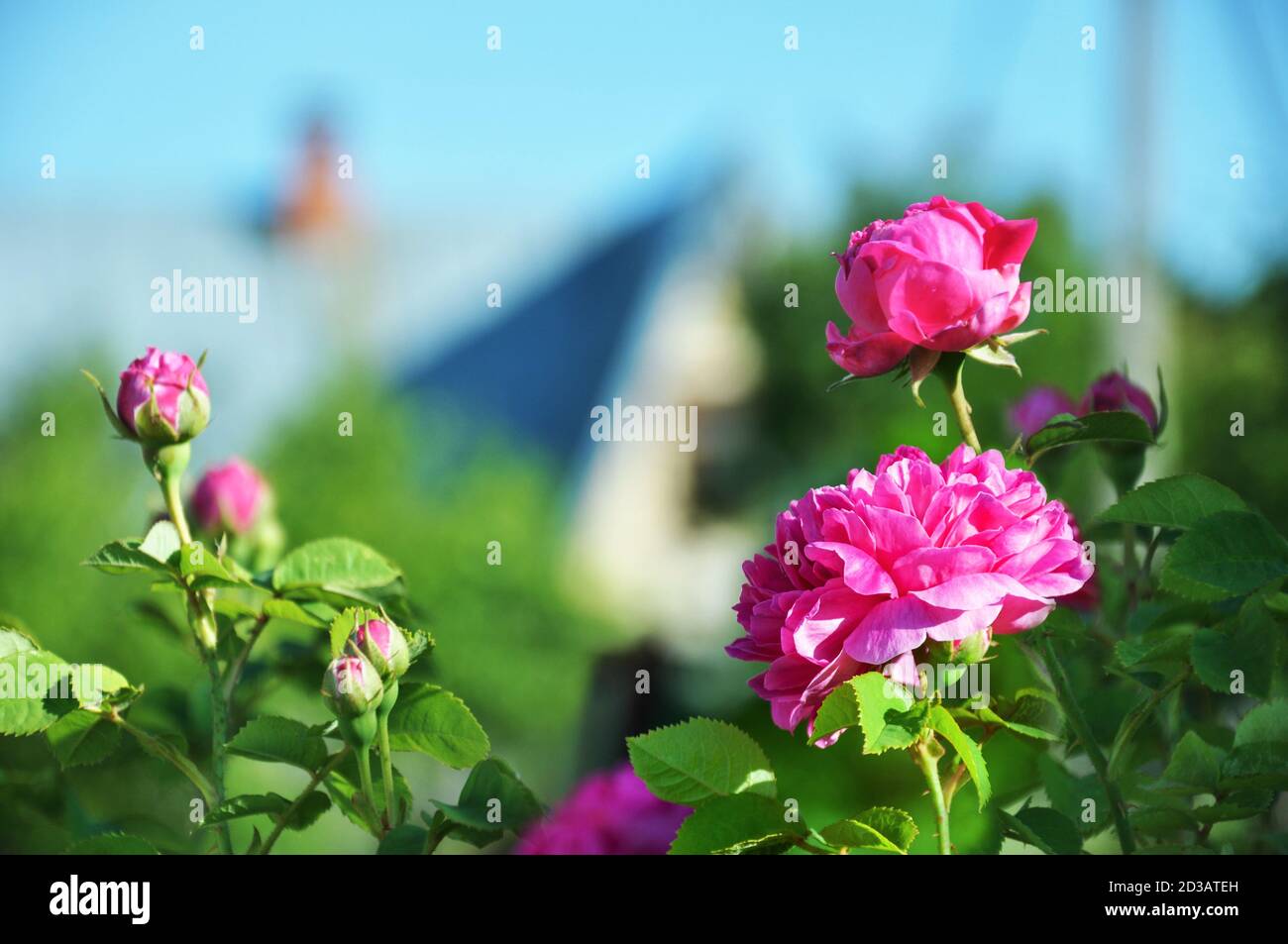 pink wild rose in the garden of country house Stock Photo - Alamy