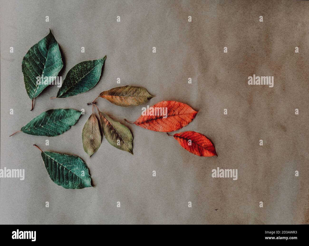 Image of leave hi-res stock photography and images - Alamy