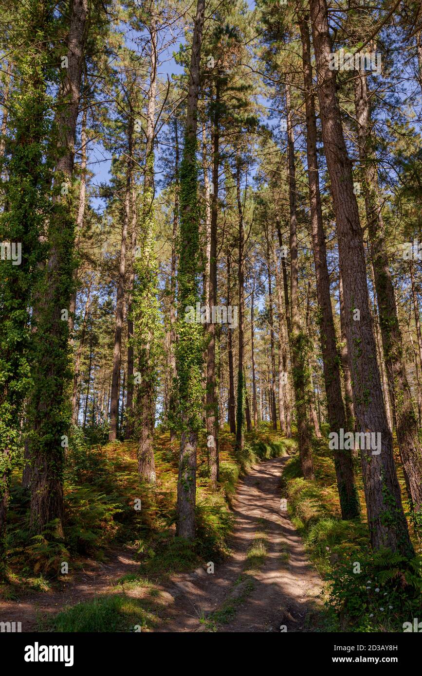 Pinus radiata hi-res stock photography and images - Alamy