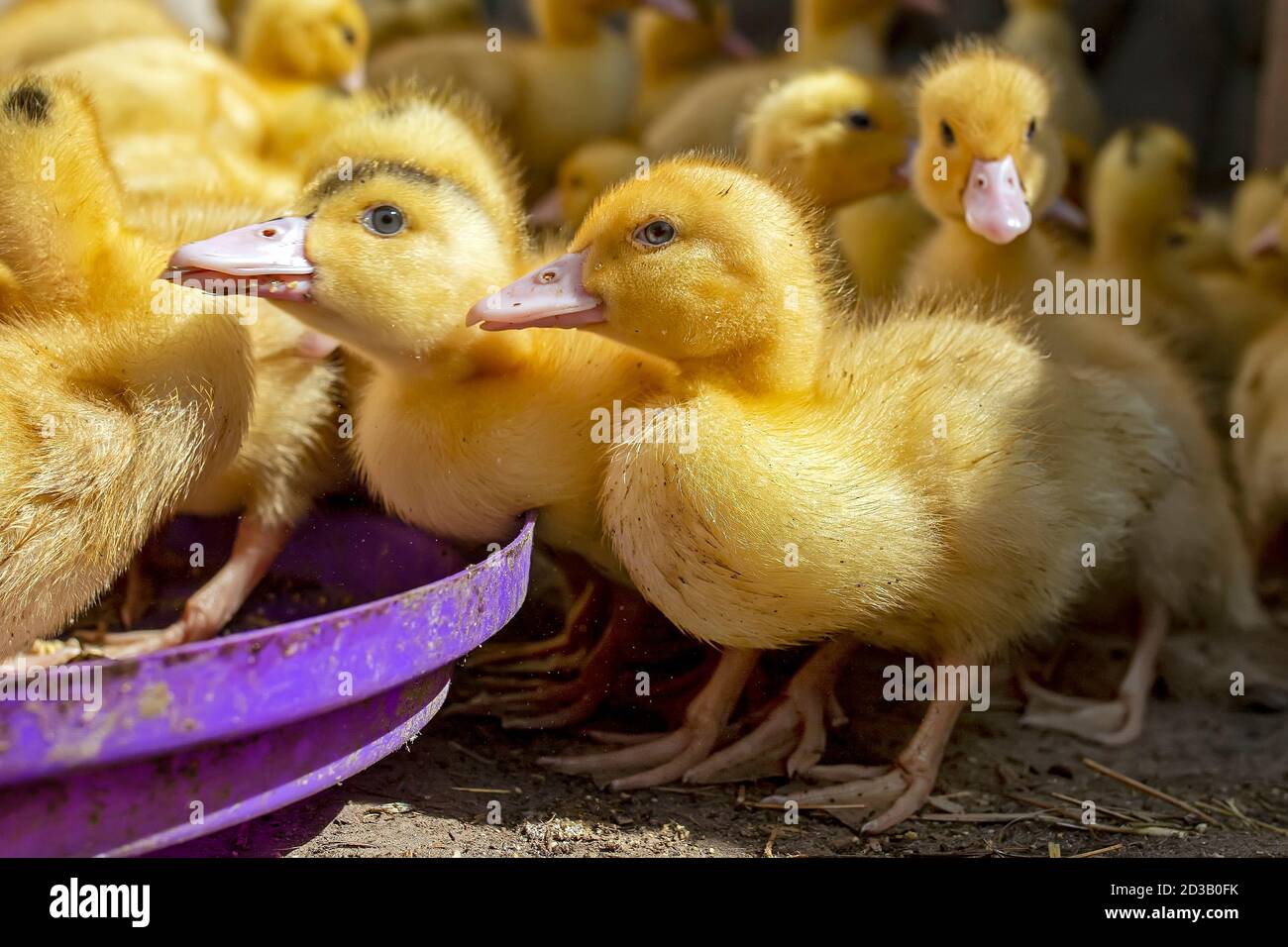 A group of ducklings. Growing poultry at home Stock Photo - Alamy