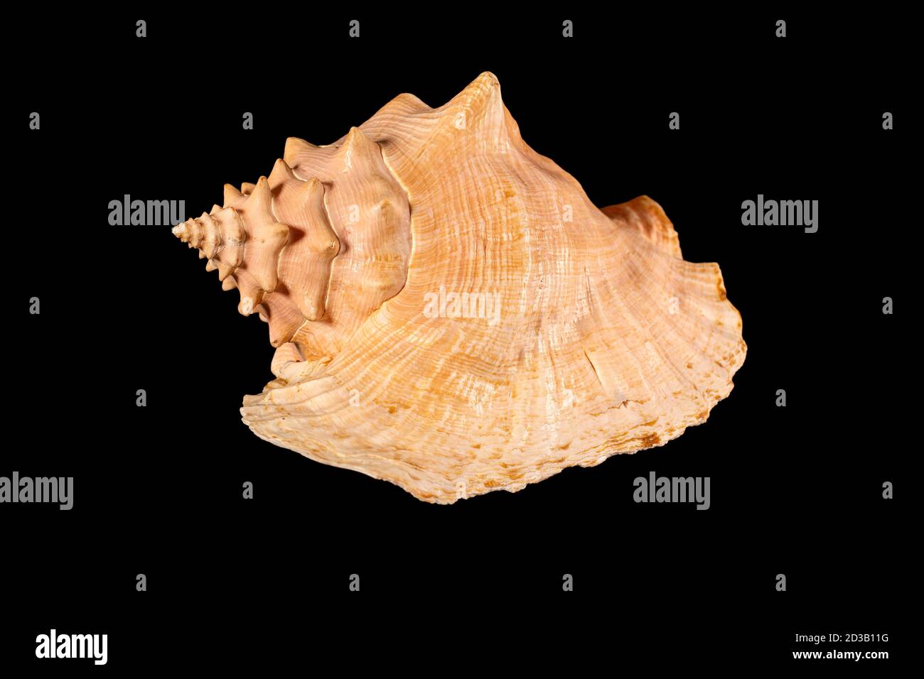 Queen conch shells hi-res stock photography and images - Alamy