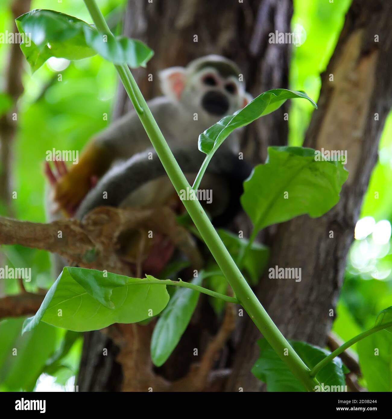 Small squirrel monkey sits hi-res stock photography and images - Alamy