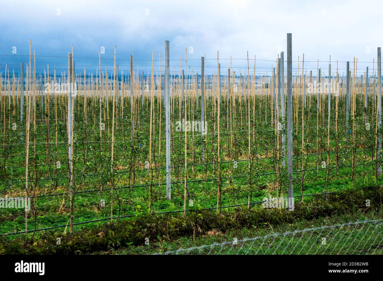 orchard with columned apple trees on trellises Stock Photo - Alamy