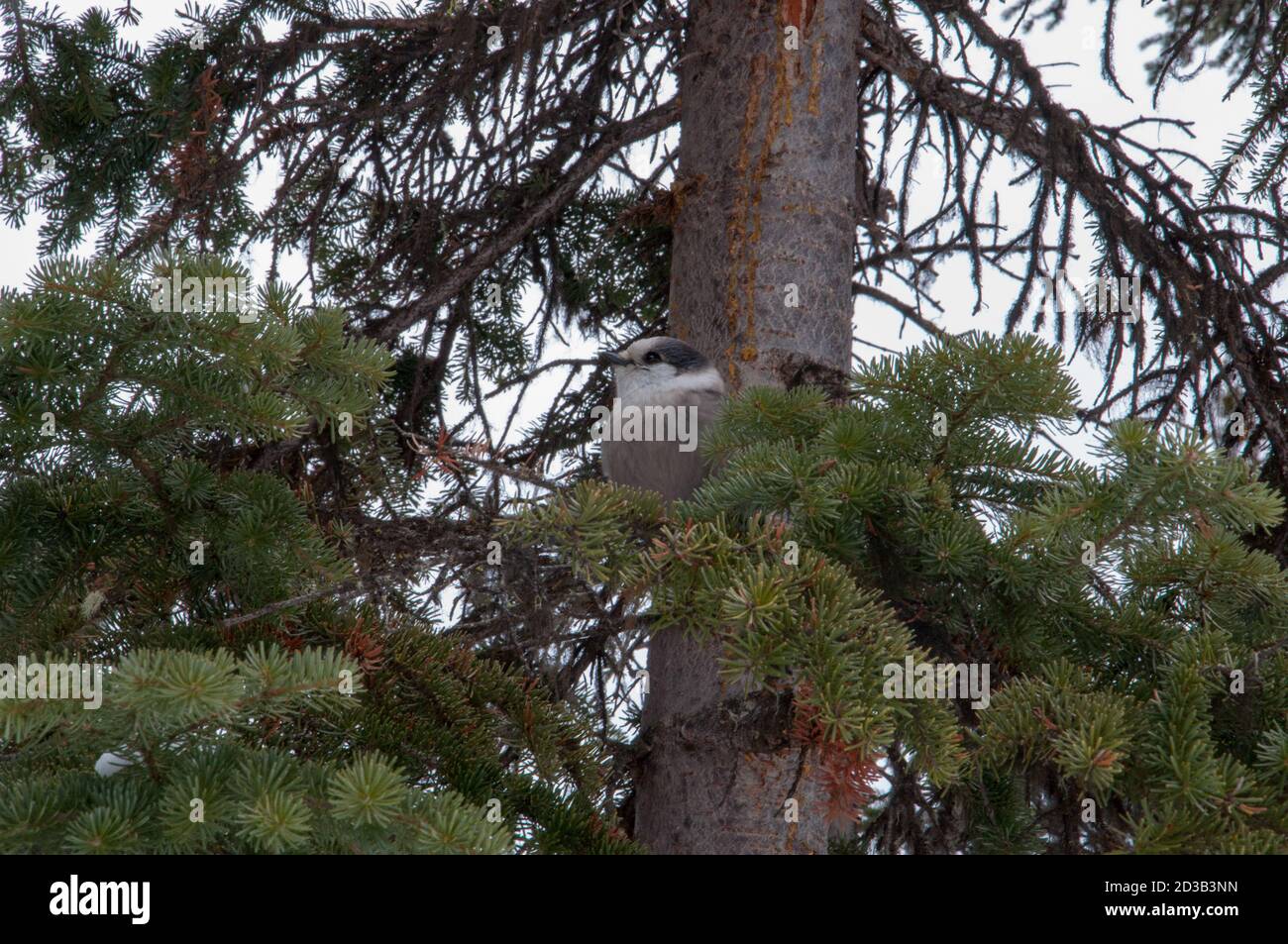 The Canada jay (Perisoreus canadensis), also gray jay, grey jay, camp ...