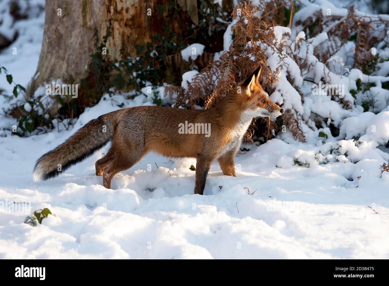 Red Fox, vulpes vulpes, Adult standing in Snow, Normandy Stock Photo - Alamy