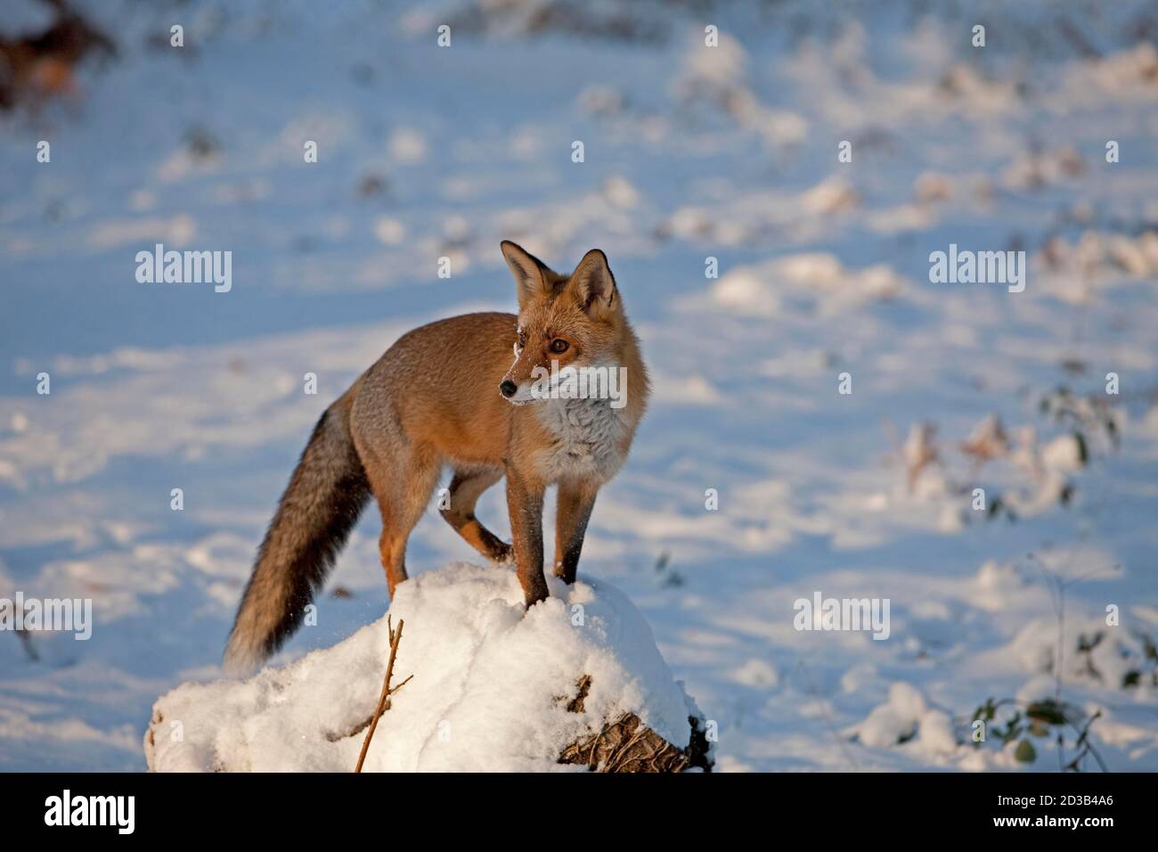Red Fox, vulpes vulpes, Adult standing in Snow, Normandy Stock Photo - Alamy