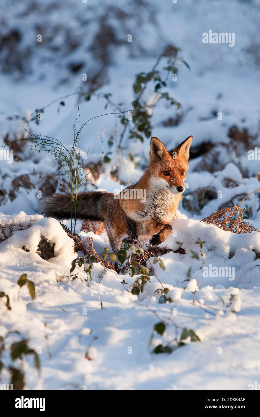 Red Fox, vulpes vulpes, Adult standing in Snow, Normandy Stock Photo - Alamy