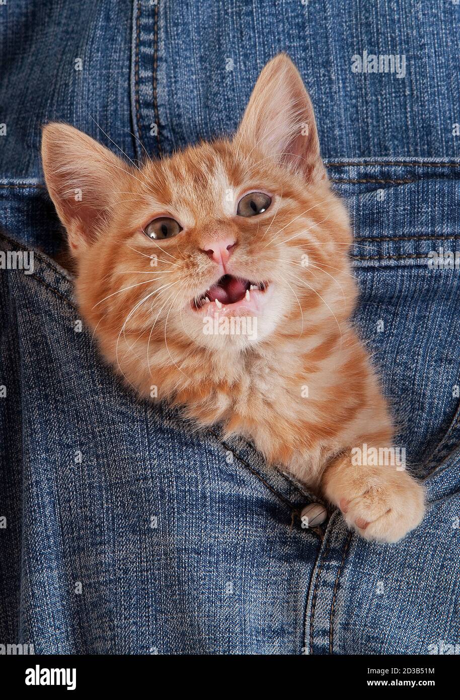 Shot tabby cat meowing hi-res stock photography and images - Alamy