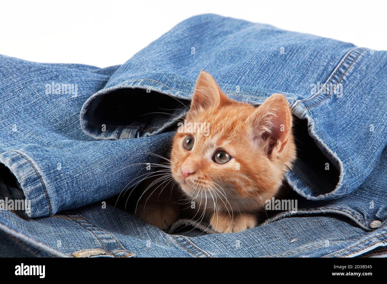 Red Tabby Domestic Cat, Kitten playing in Jeans Stock Photo - Alamy
