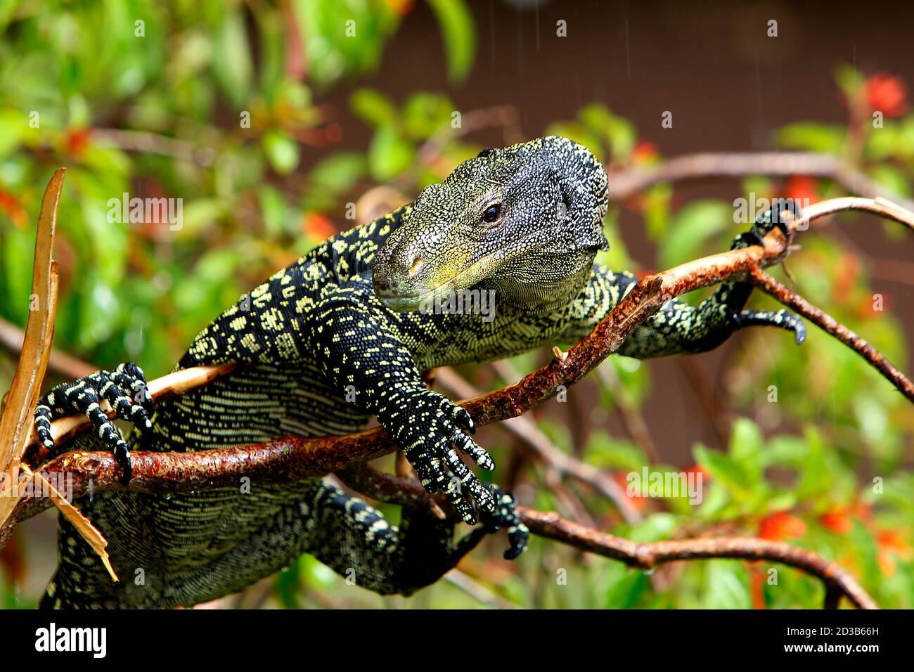 Crocodile monitor, varanus salvadorii, Adult perched in Tree Stock ...