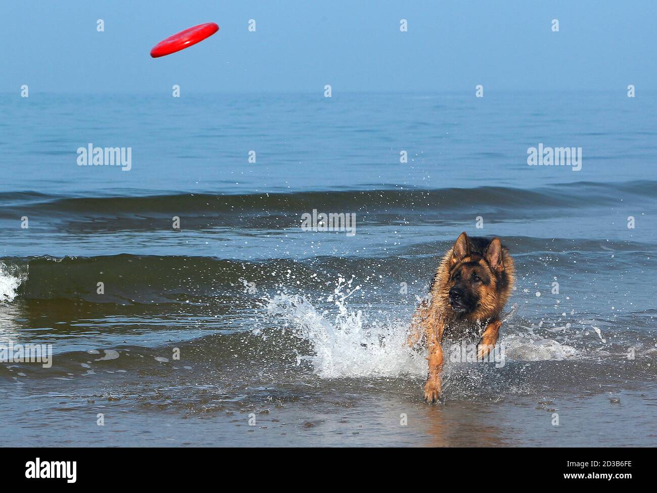 German Shepherd, Male catching frisbee, beach in Normandy Stock Photo ...