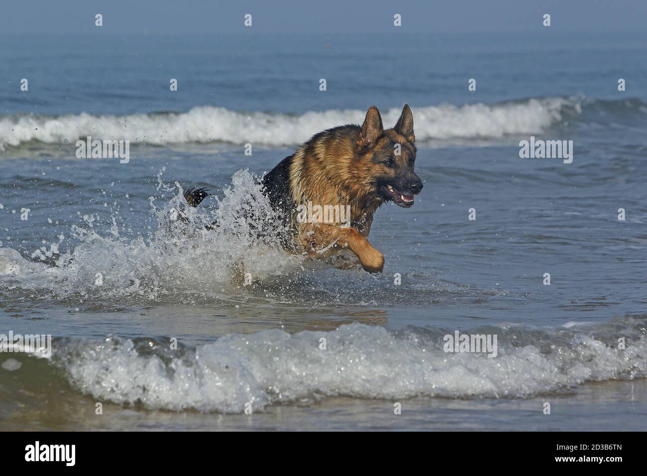 German Shepherd, Male playing in Waves, beach in Normandy Stock Photo ...