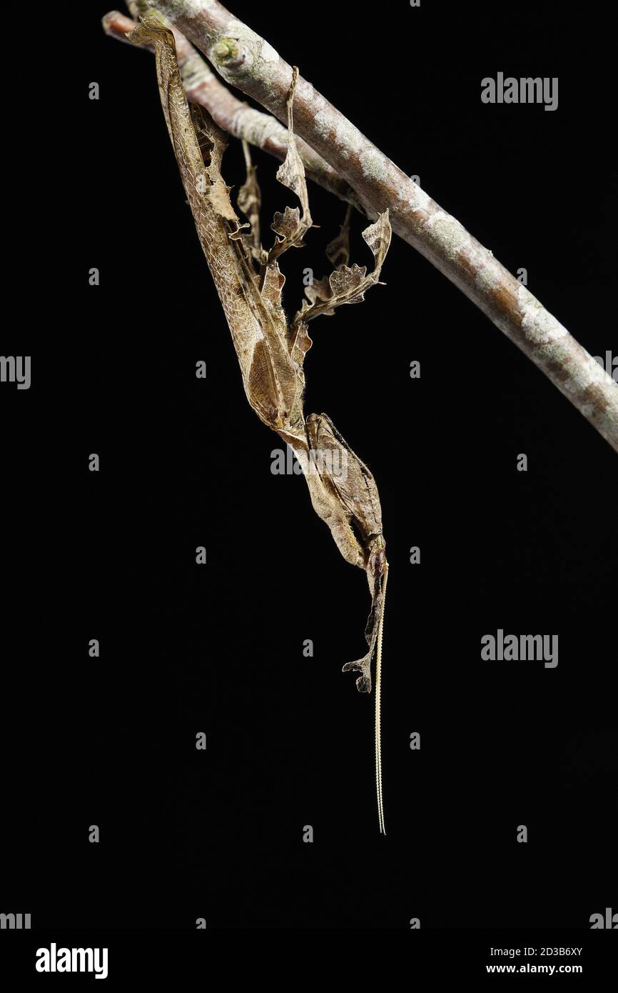 Mimetic insect hi-res stock photography and images - Alamy