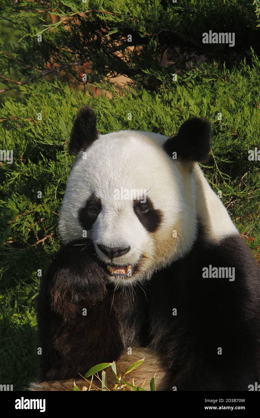 Giant Panda, ailuropoda melanoleuca, Portrait of Adult Stock Photo - Alamy