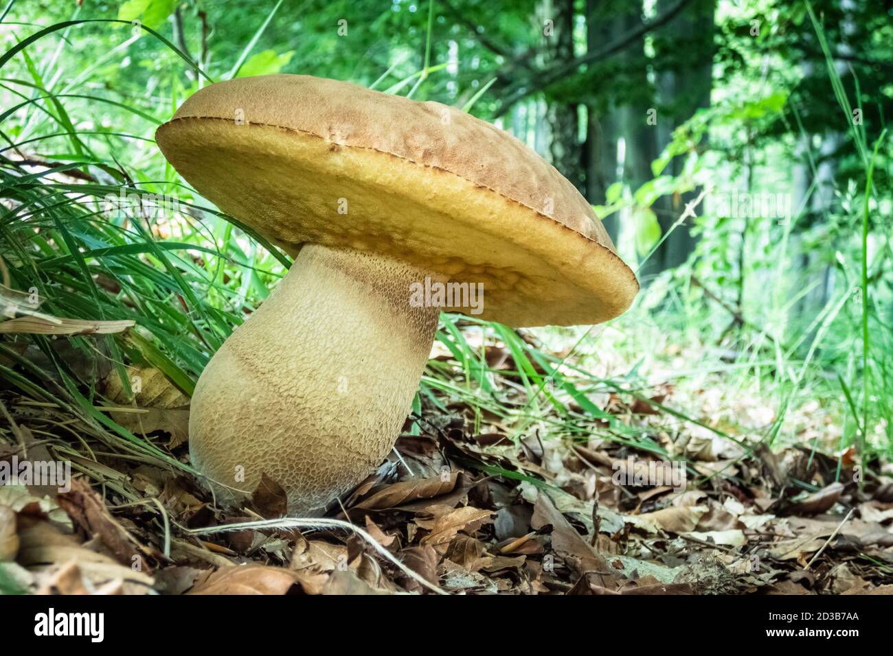Birch bolete mushroom in the forest. Leccinum scabrum. Edible mushroom ...