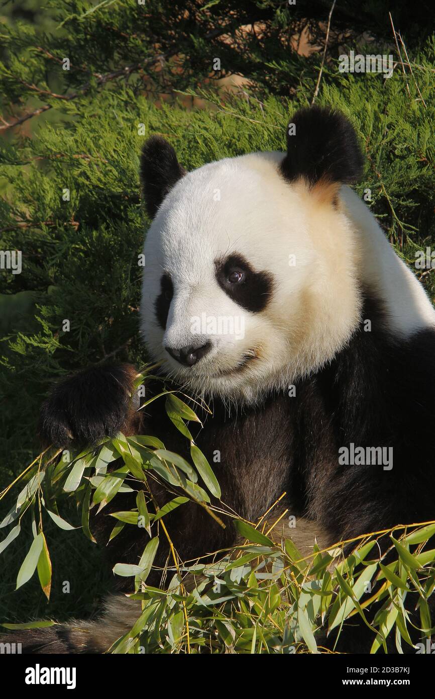 Giant Panda, ailuropoda melanoleuca Stock Photo - Alamy
