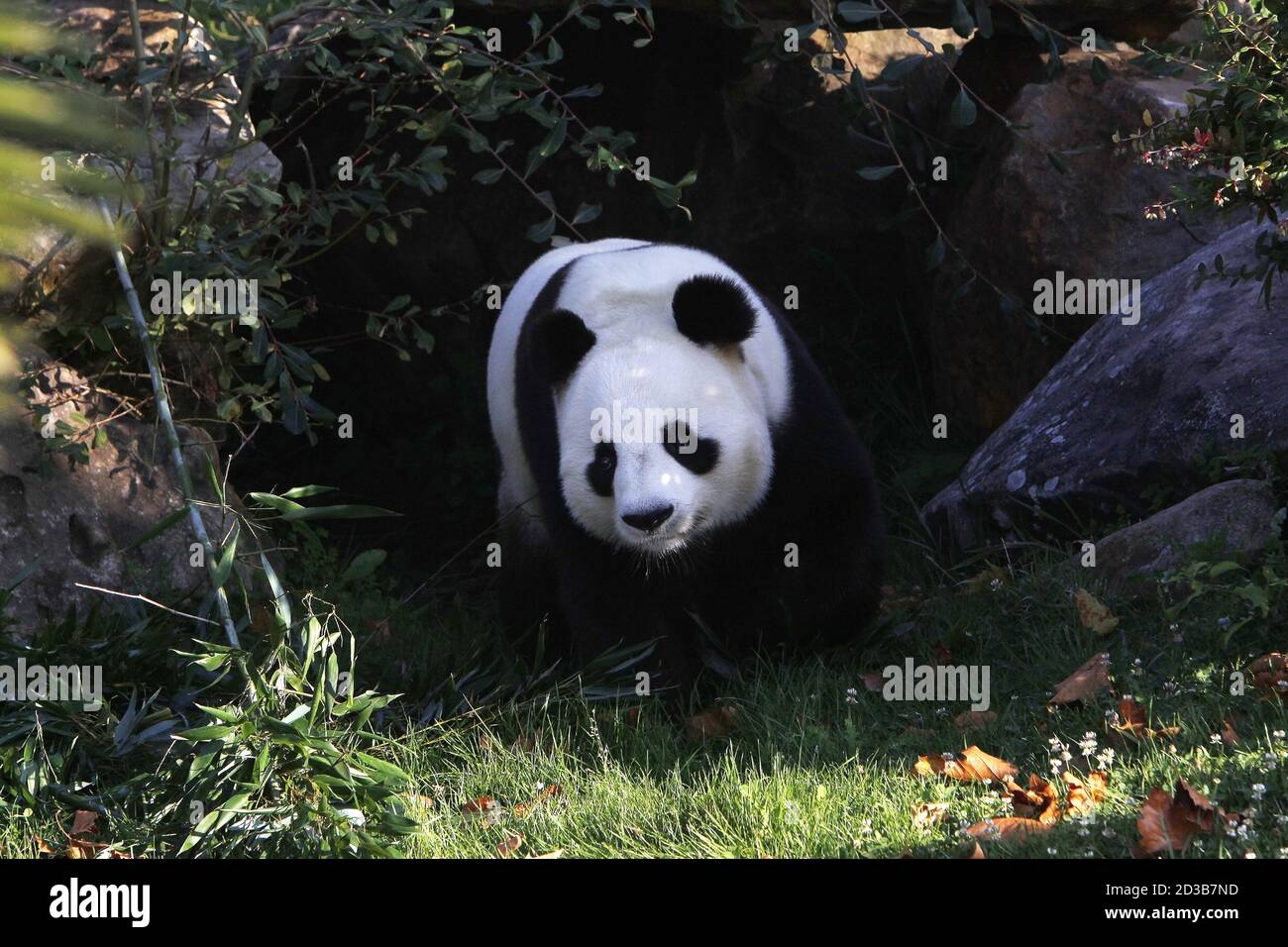 Giant Panda, ailuropoda melanoleuca Stock Photo - Alamy