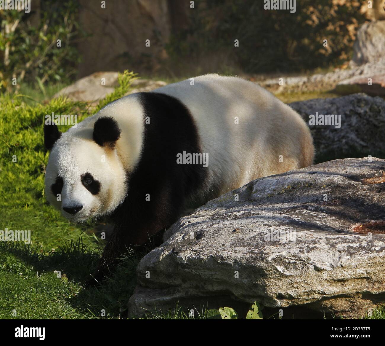 Giant Panda, ailuropoda melanoleuca Stock Photo - Alamy