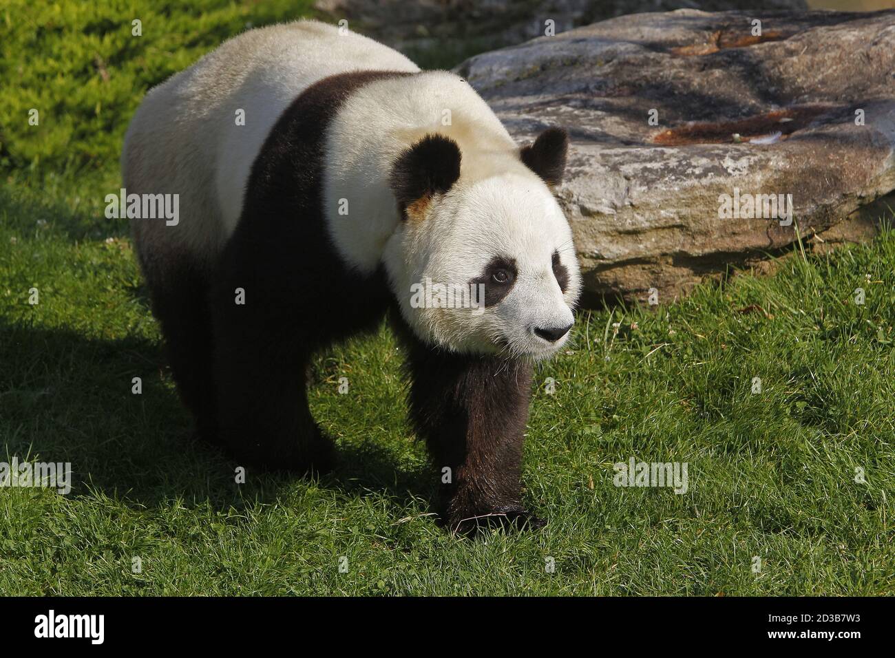 Giant Panda, ailuropoda melanoleuca Stock Photo - Alamy