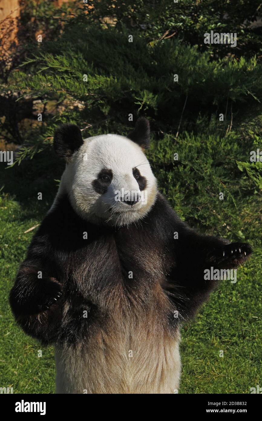 Giant Panda, ailuropoda melanoleuca, Adult Stock Photo - Alamy