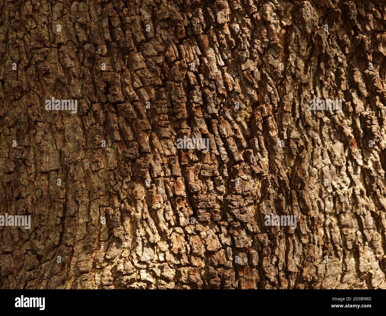 tree bark texture with sunlight Stock Photo - Alamy
