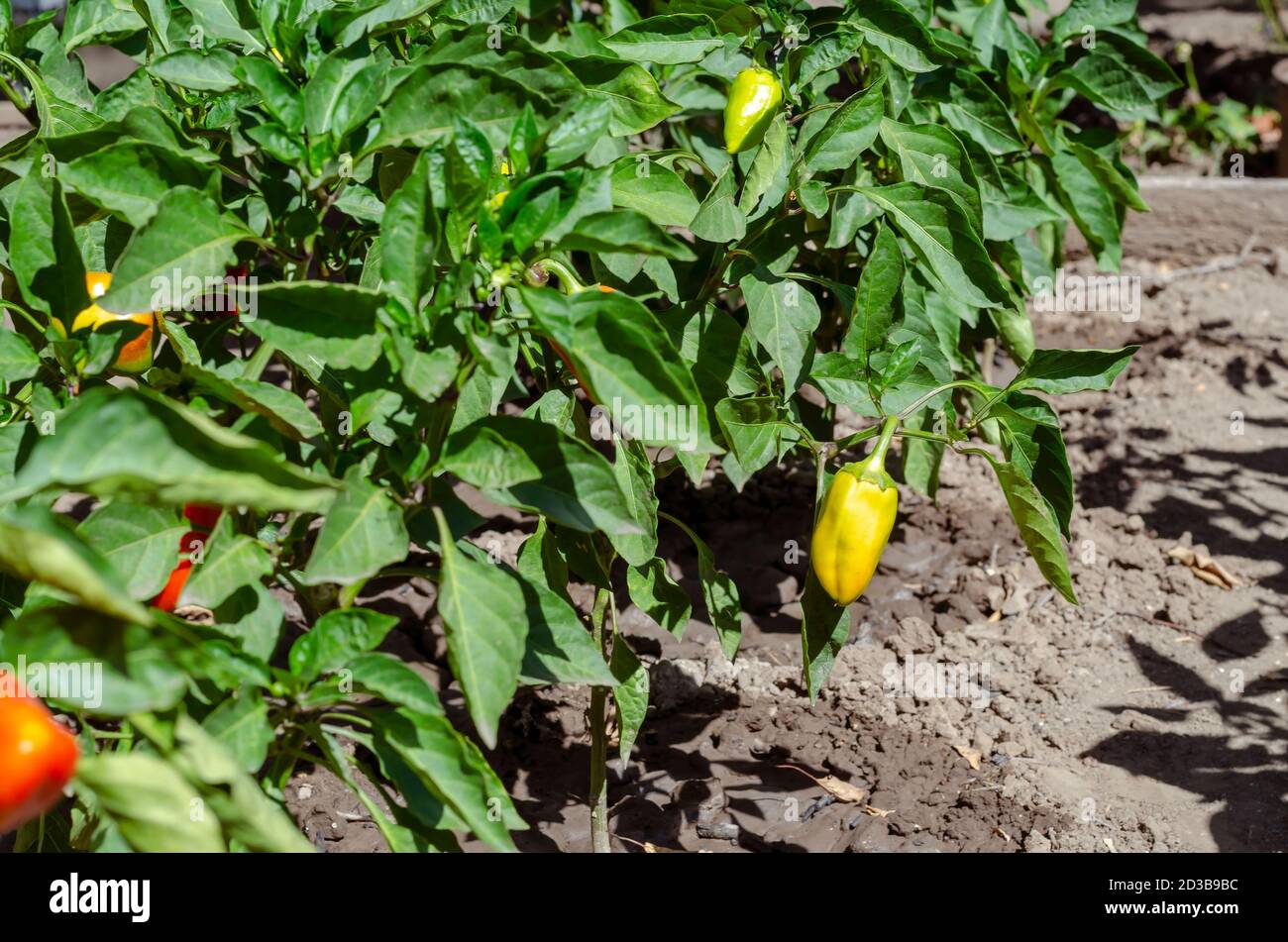 Green pepper growing in beds hi-res stock photography and images - Alamy