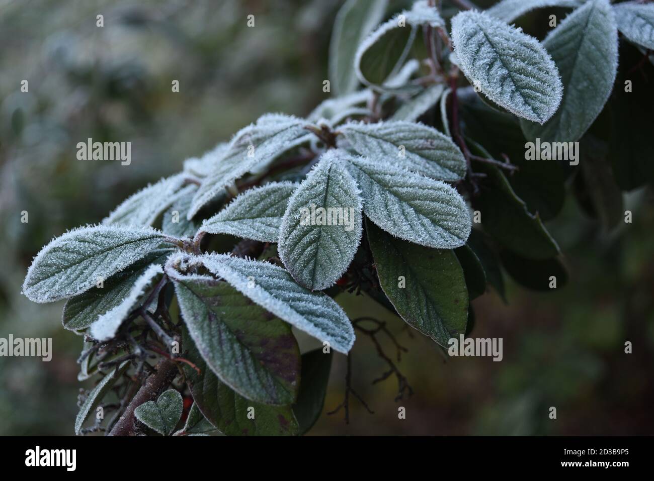 Ice on leaves Stock Photo - Alamy