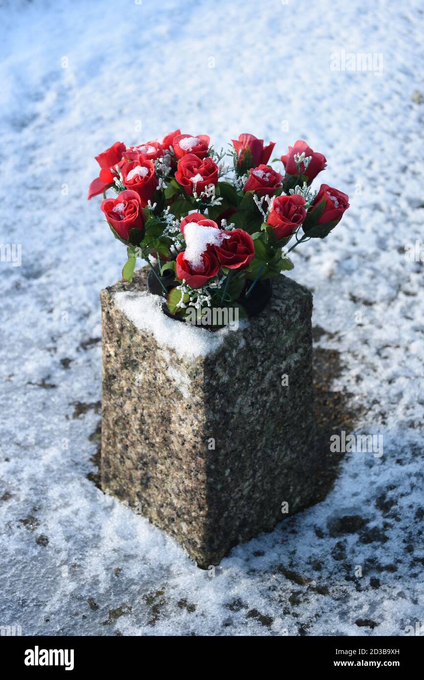 Red Roses in Snow Stock Photo - Alamy