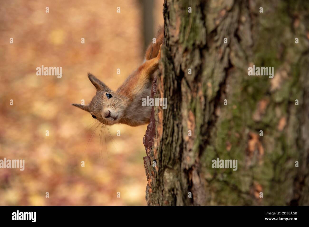 A squirrel peeking out from behind a tree Stock Photo - Alamy