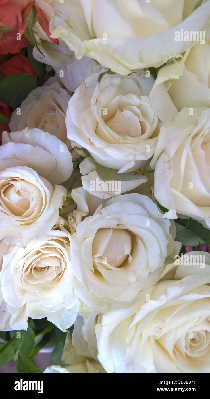 Closeup view of bunch of white rose flower Stock Photo - Alamy