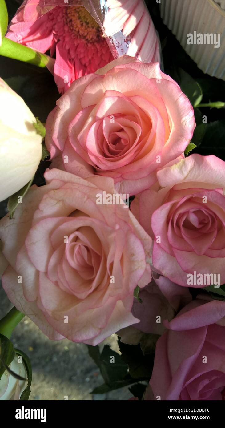 Whitish pink hi-res stock photography and images - Alamy