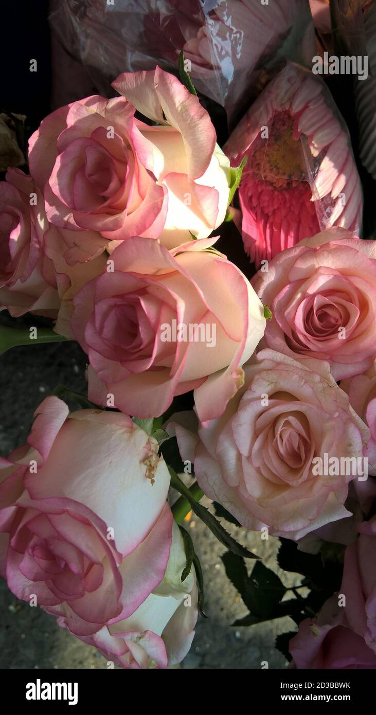 Closeup view of bunch of whitish pink color rose flowers Stock Photo ...