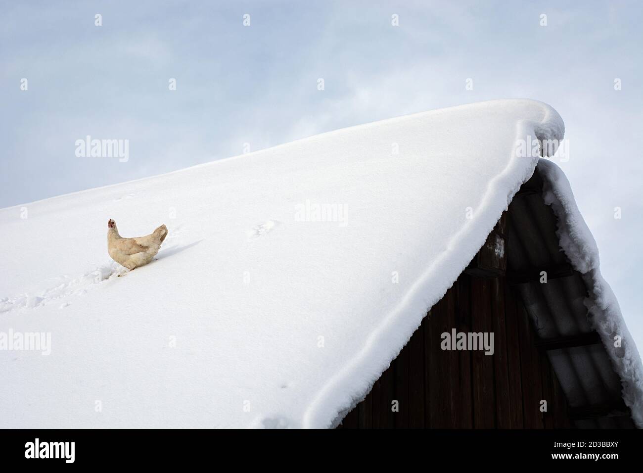 Optimistic hen sits on snow covered roof of old wooden village house ...