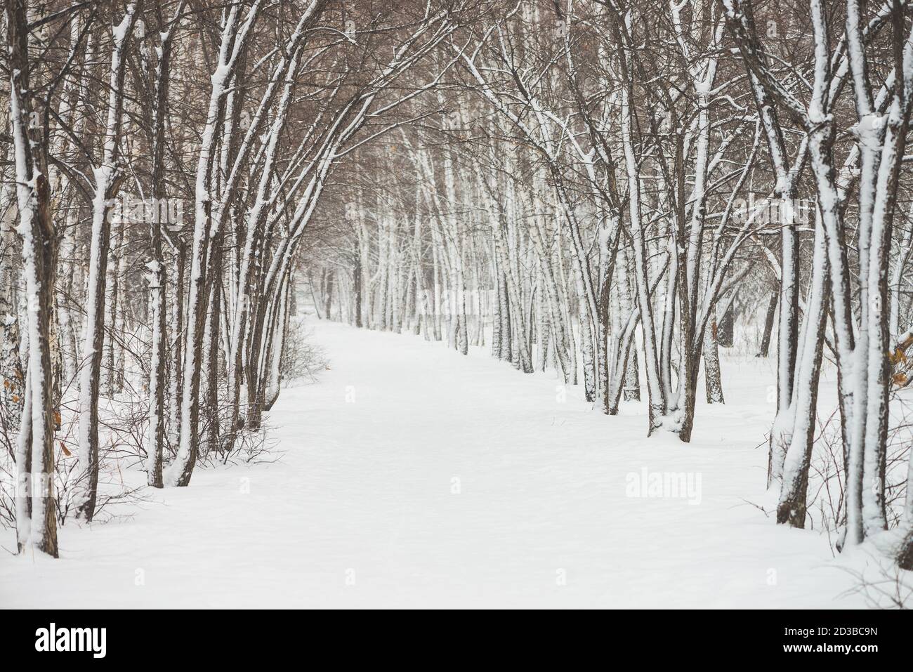 Snowy tunnel among tree branches in parkland close up. Snowy white ...