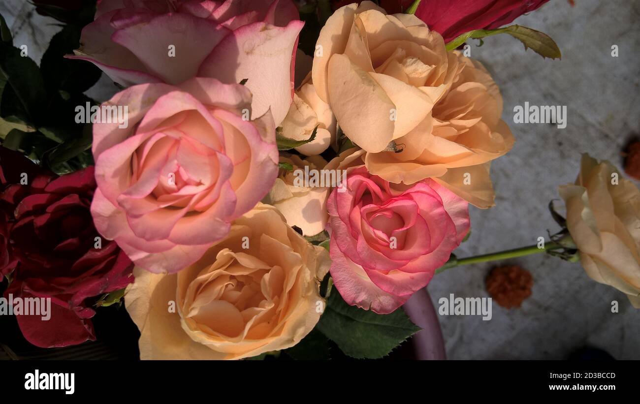 Bunch of rose hi-res stock photography and images - Alamy