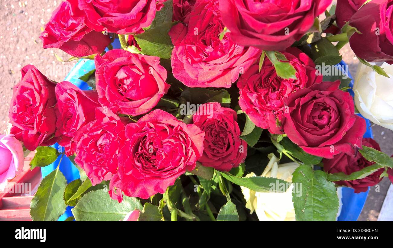 Closeup view of bunch of red rose flowers Stock Photo - Alamy