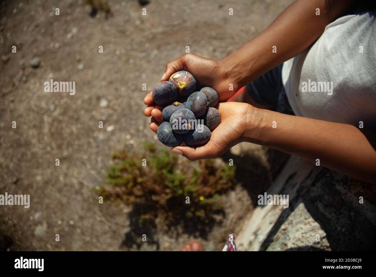 Hands holding figs hi-res stock photography and images - Alamy