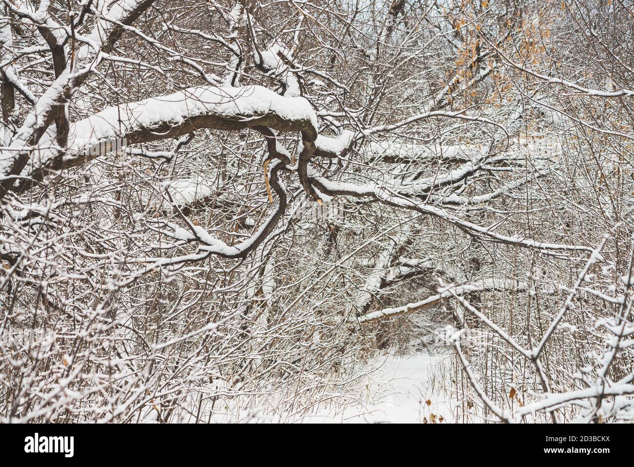 Snowy path among tree branches in parkland close up. Snowy white background in grove. Winter ...