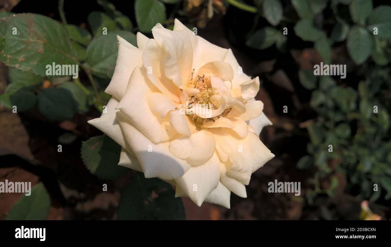 Closeup view of white rose flower and plant Stock Photo - Alamy