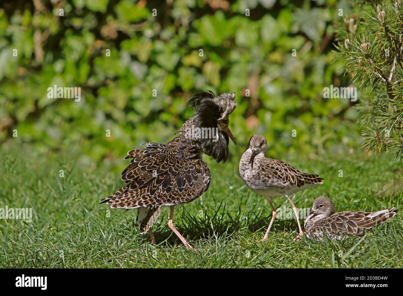 Male and female ruff bird hi-res stock photography and images - Alamy