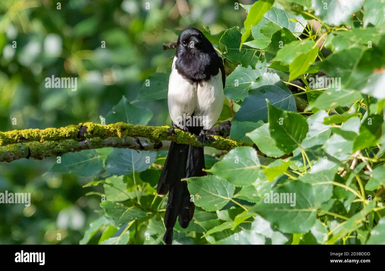 Black billed magpie wings hi-res stock photography and images - Alamy
