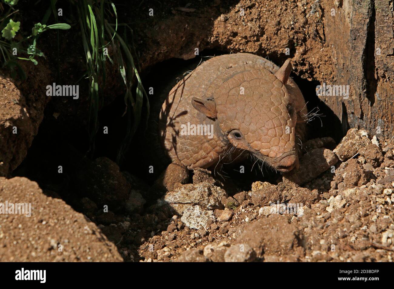 Yellow or Six-banded Armadillo, euphractus sexcinctus, Adult standing ...
