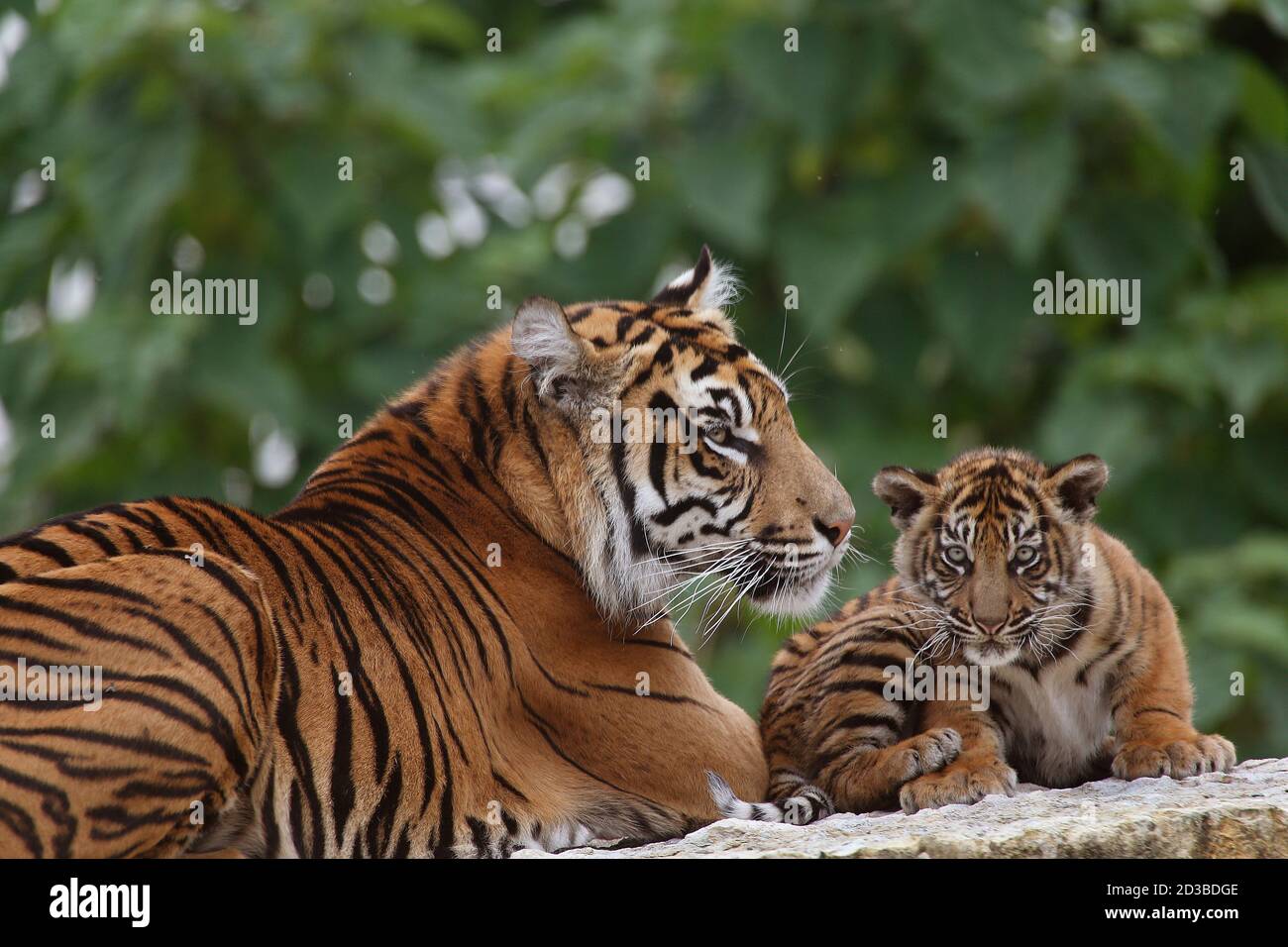 Female sumatran tiger panthera tigris hi-res stock photography and images - Alamy