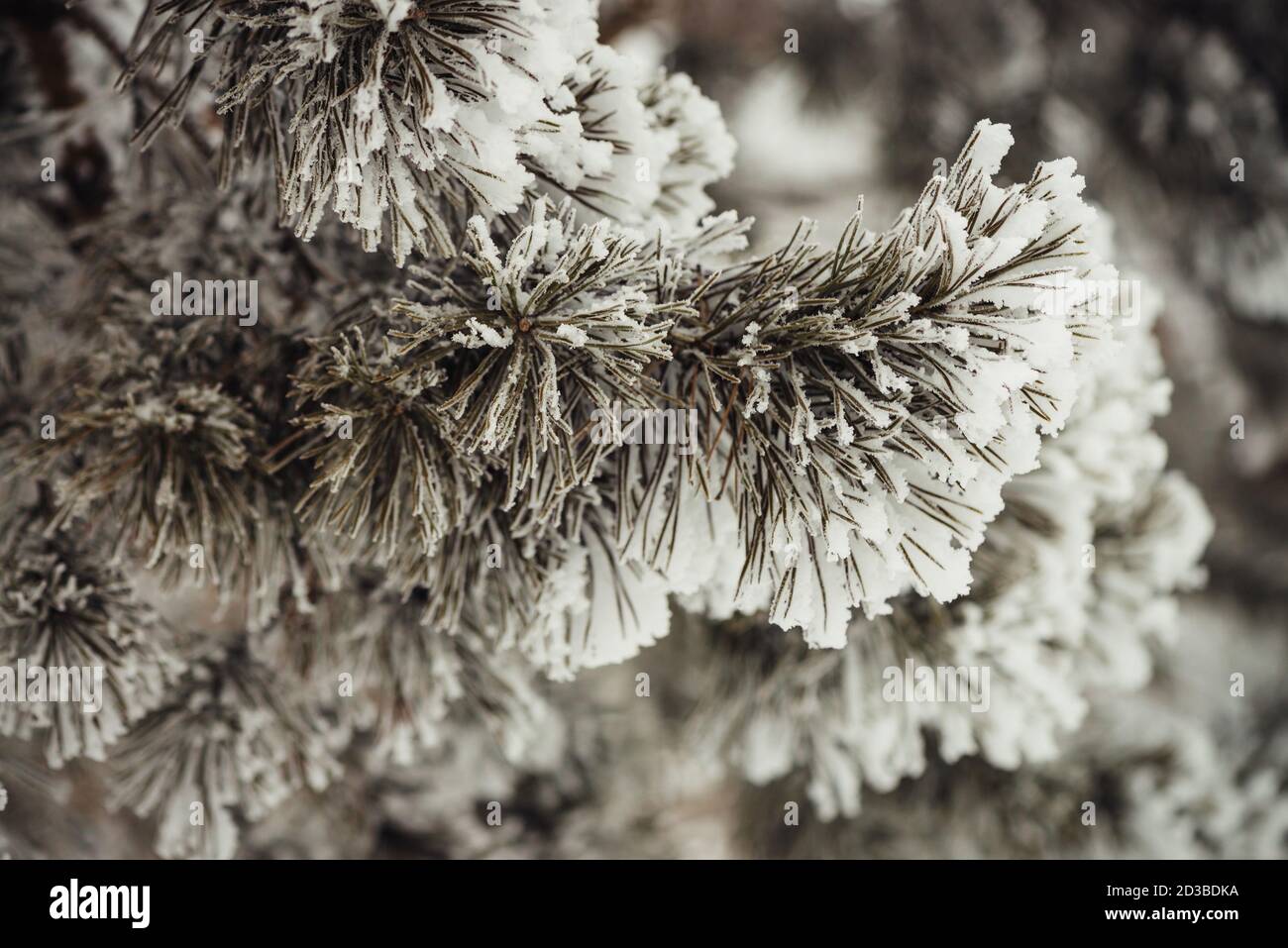 The branches of the coniferous tree covered with snow Stock Photo - Alamy