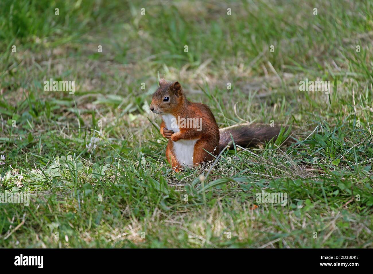 Red Squirrel, sciurus vulgaris, Adult standing on Grass, Auvergne in ...