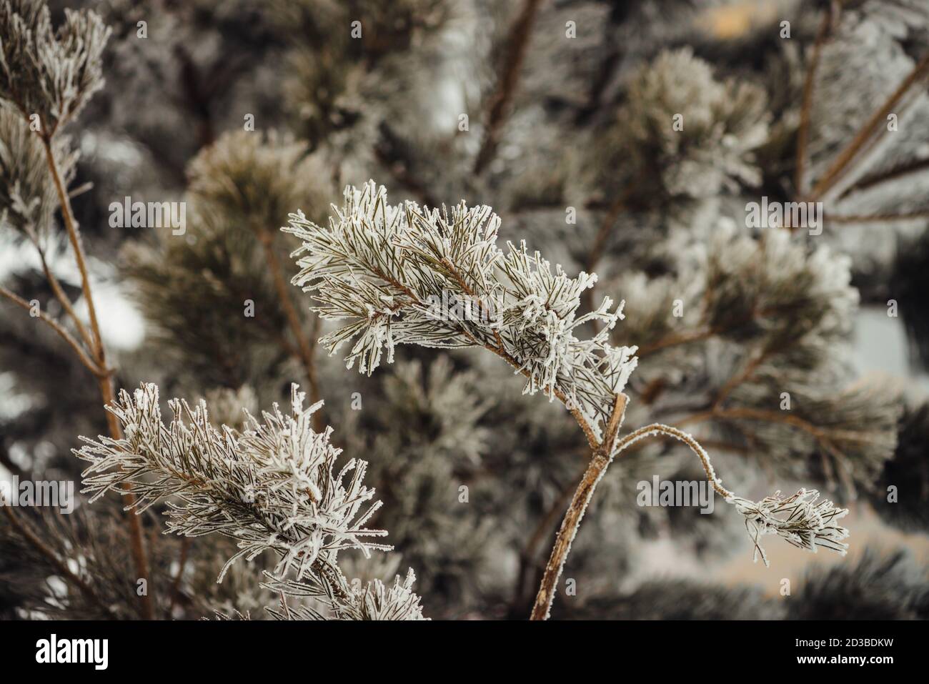 The branches of the coniferous tree covered with snow Stock Photo - Alamy