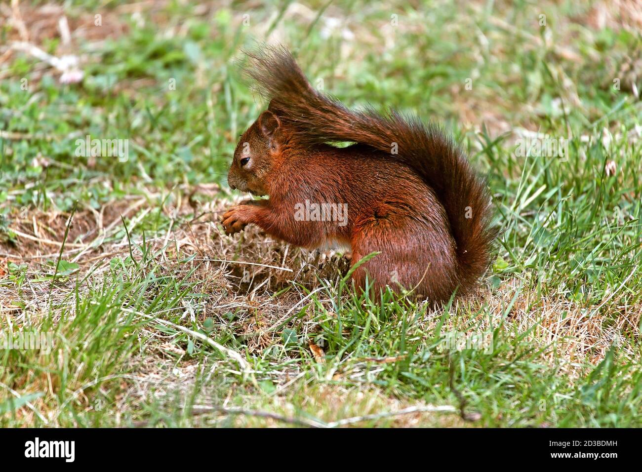 Red Squirrel, sciurus vulgaris, Adult standing on Grass, Auvergne in ...